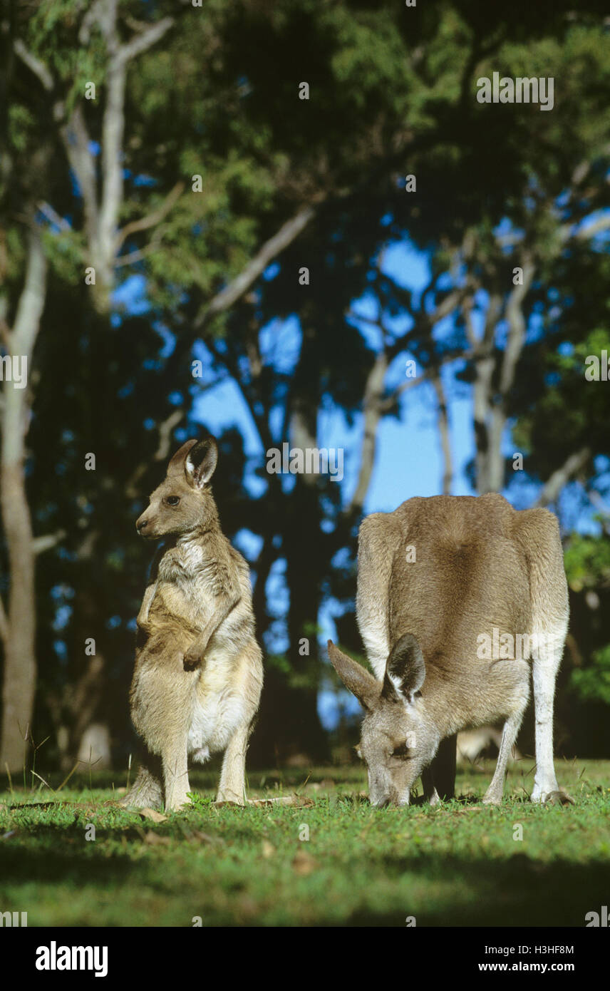 Eastern grey kangaroo (Macropus giganteus Stock Photo - Alamy