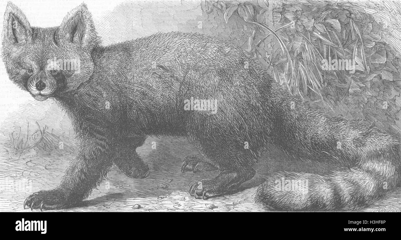 ANIMALS The Ailurus Fulgens 1869. Illustrated London News Stock Photo ...