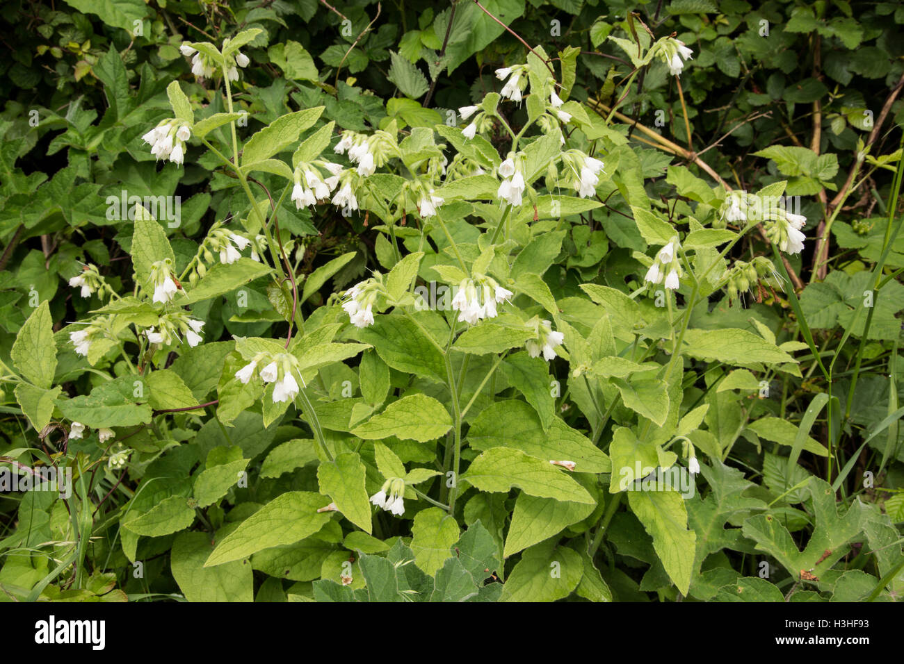 common comfrey (Symphytum officinale) flower, growing in hedgerow ...