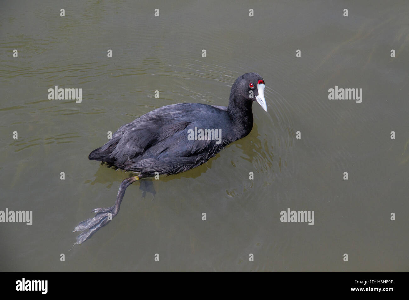 red-knobbed coot or crested coot (Fulica cristata) adult swimming on ...