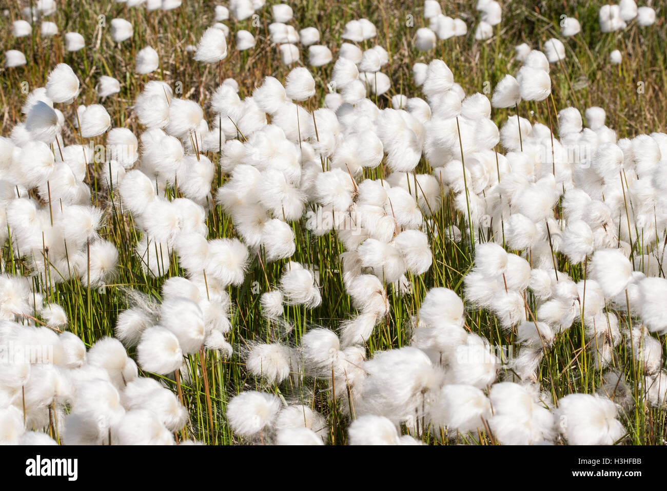 Arctic cottongrass (Eriophorum callitrix) flowers growing in field in ...