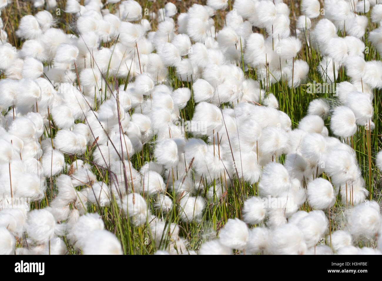 Arctic cottongrass (Eriophorum callitrix) flowers growing in field in ...
