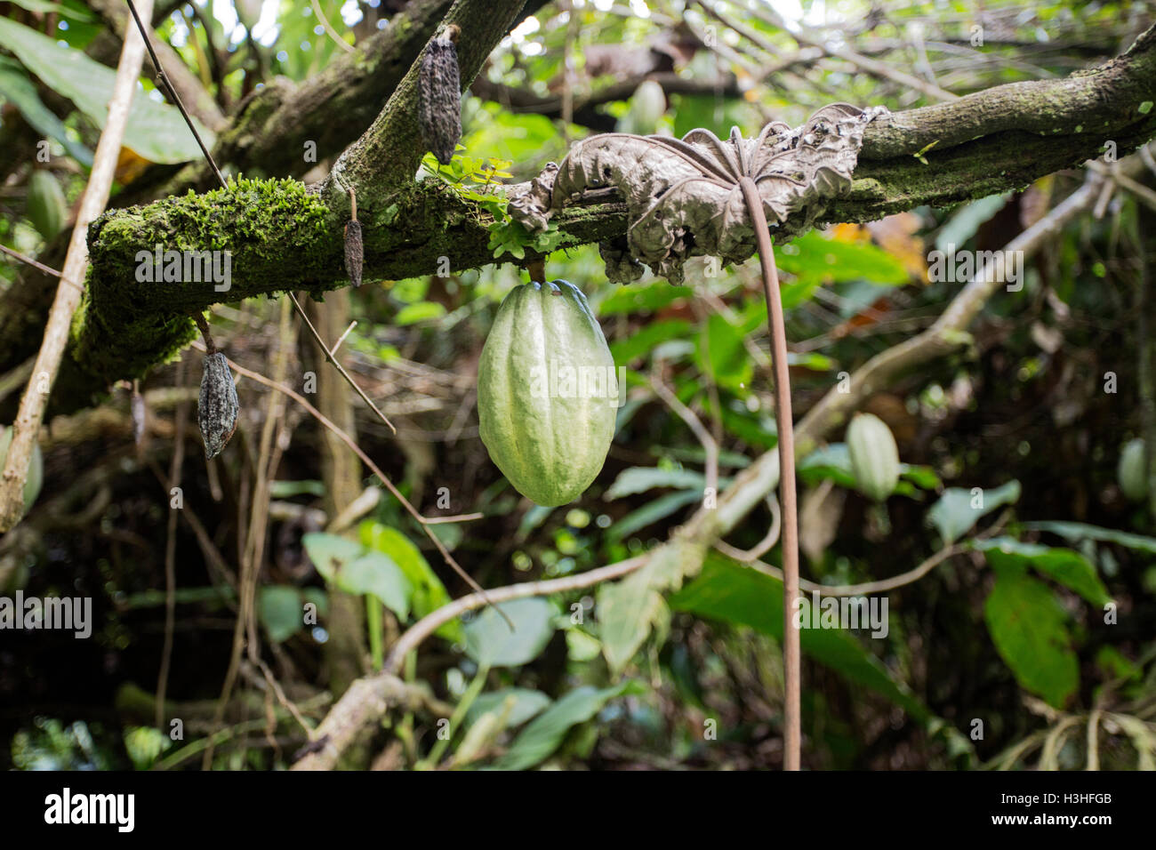 Cacao field hi-res stock photography and images - Alamy