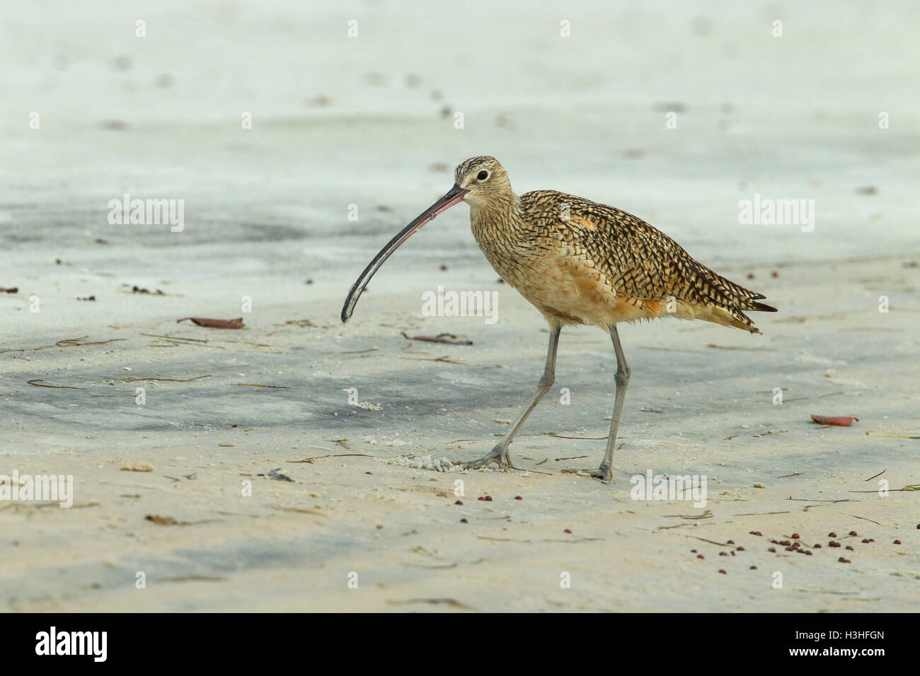 long-billed curlew (Numenius americanus) adult walking on beach in ...