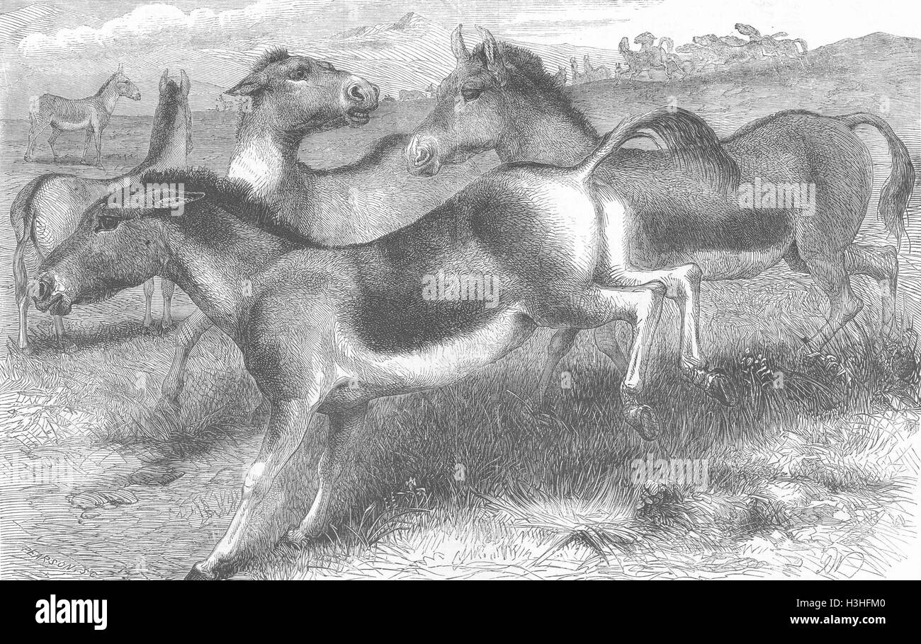 Kiang horse hi-res stock photography and images - Alamy