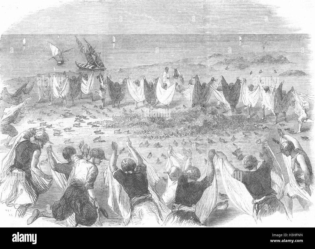 Birds of syria hi-res stock photography and images - Alamy