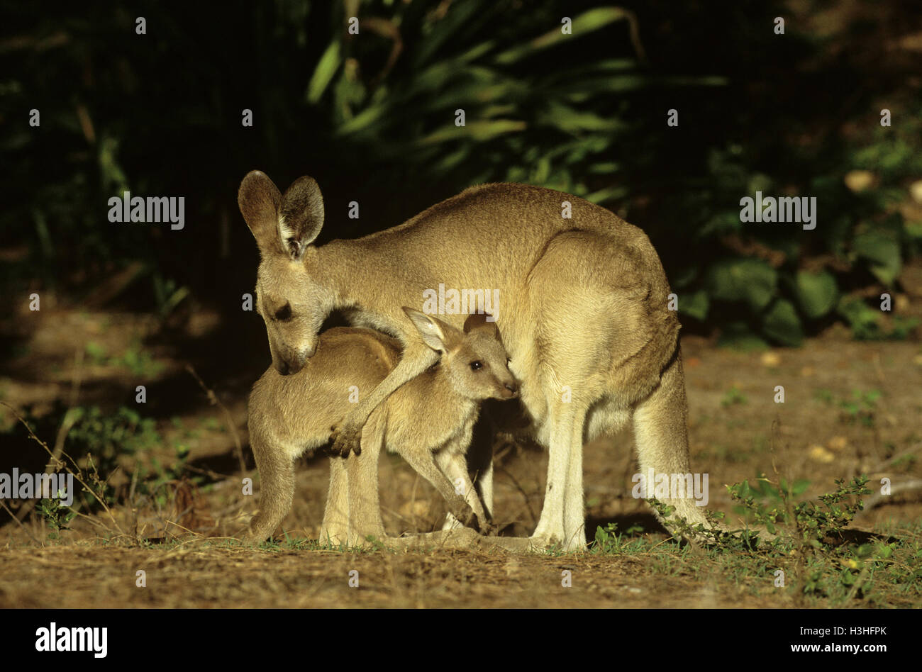 Eastern grey kangaroo (Macropus giganteus Stock Photo - Alamy