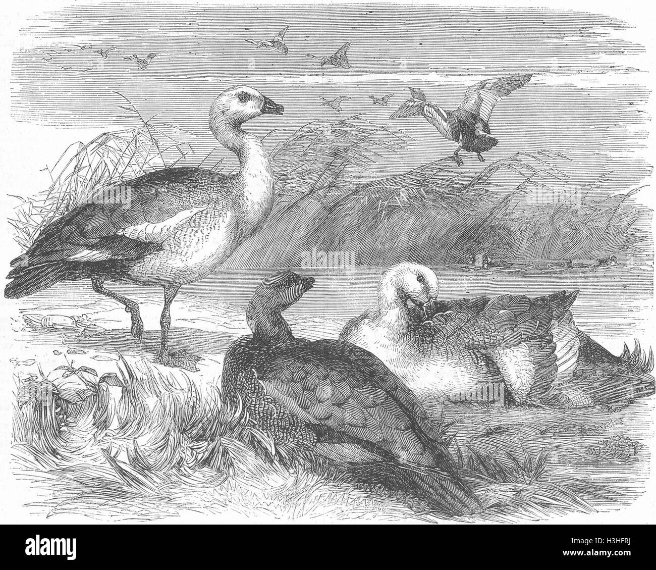ANIMALS Upland geese 1857. Illustrated London News Stock Photo - Alamy