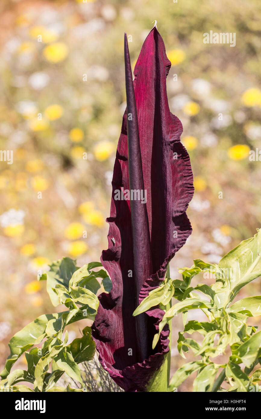 dragon arum (Dracunculus vulgaris) flower growing on hillside in Crete ...