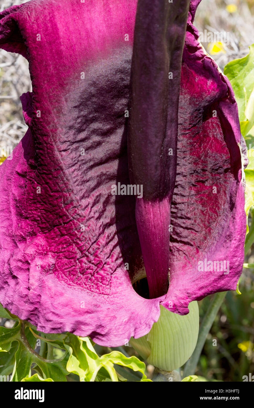 dragon arum (Dracunculus vulgaris) flower growing on hillside in Crete ...