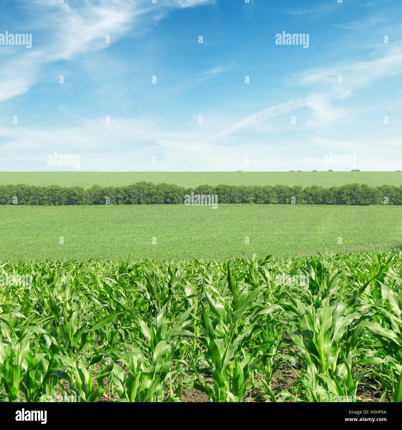 corn field and beautiful sky Stock Photo - Alamy