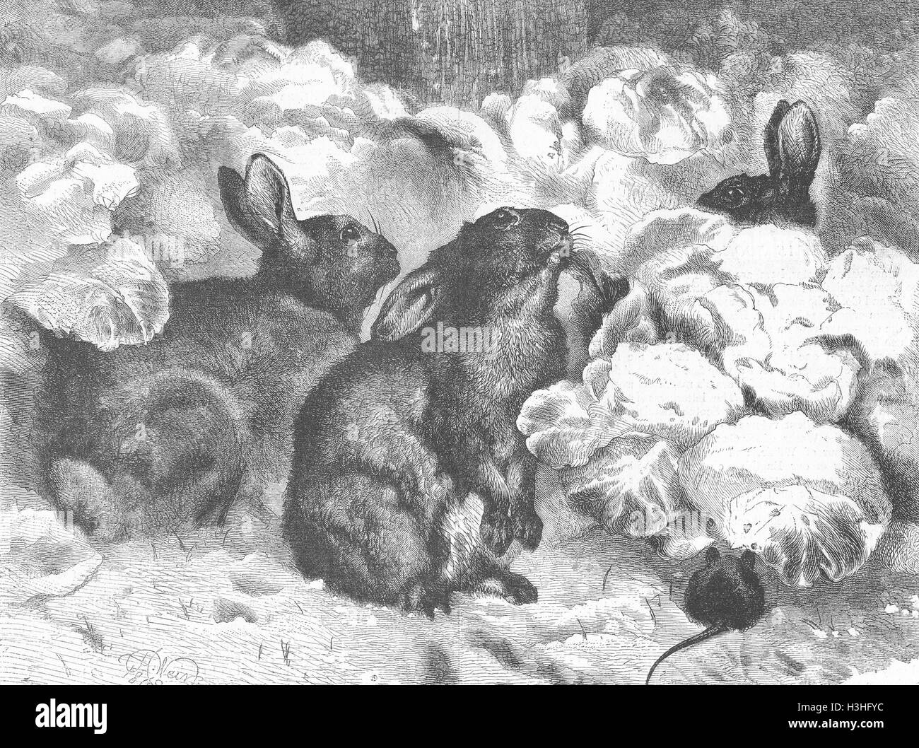 RABBITS Winter Gardeners 1869. The Graphic Stock Photo - Alamy