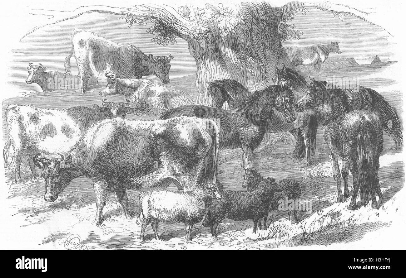 African animals illustrated Black and White Stock Photos & Images - Alamy