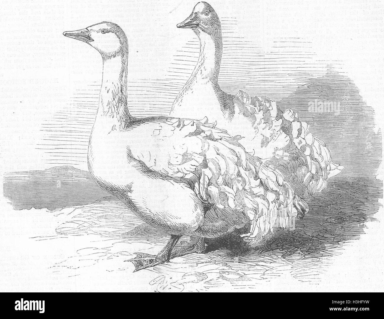SEVASTOPOL geese, Crystal Palace poultry show 1860. Illustrated London ...