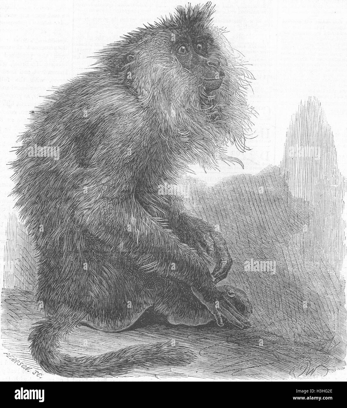 MONKEYS Indian Wanderoo monkey(Silenus Veter) 1859. Illustrated London ...