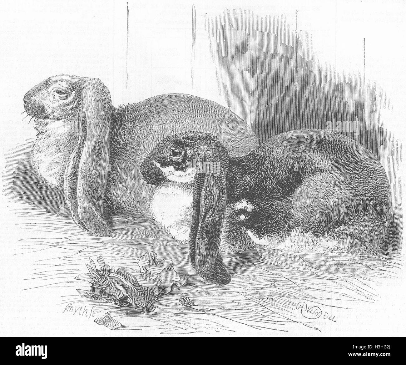 Prize rabbits hi-res stock photography and images - Alamy