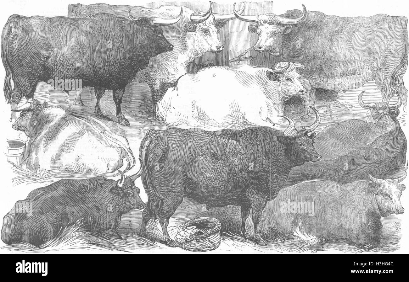COWS Hereford, Devon, Shorthorn, Cow, Ox 1856. Illustrated London News ...