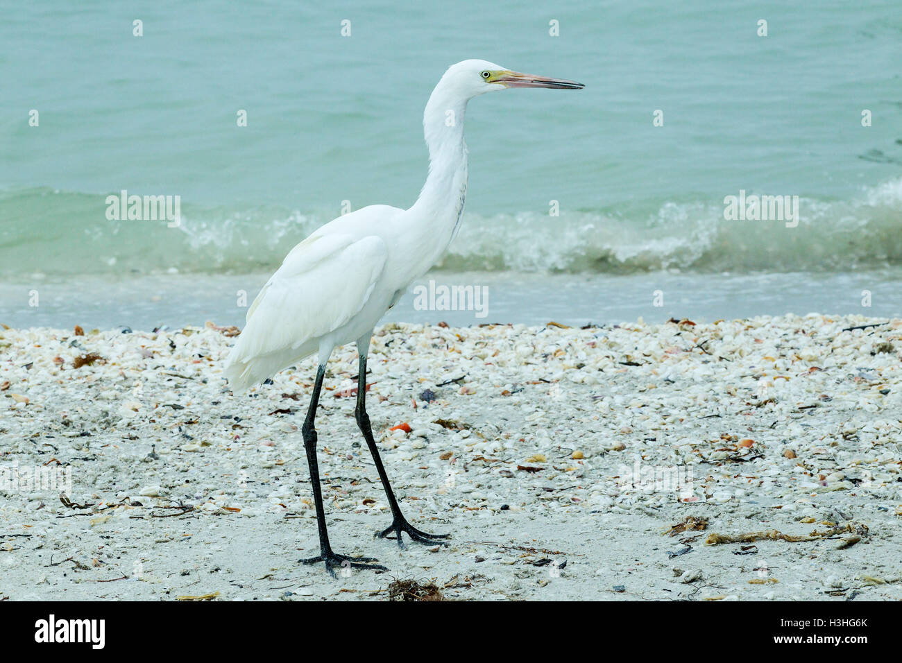 reddish egret (Egretta rufescens) pale morph bird standing on beach ...