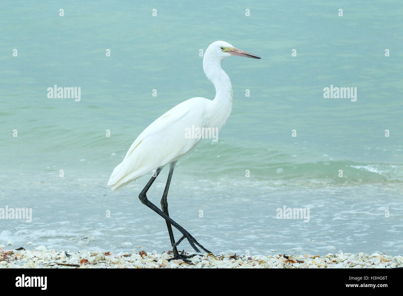reddish egret (Egretta rufescens) pale morph bird standing on beach ...