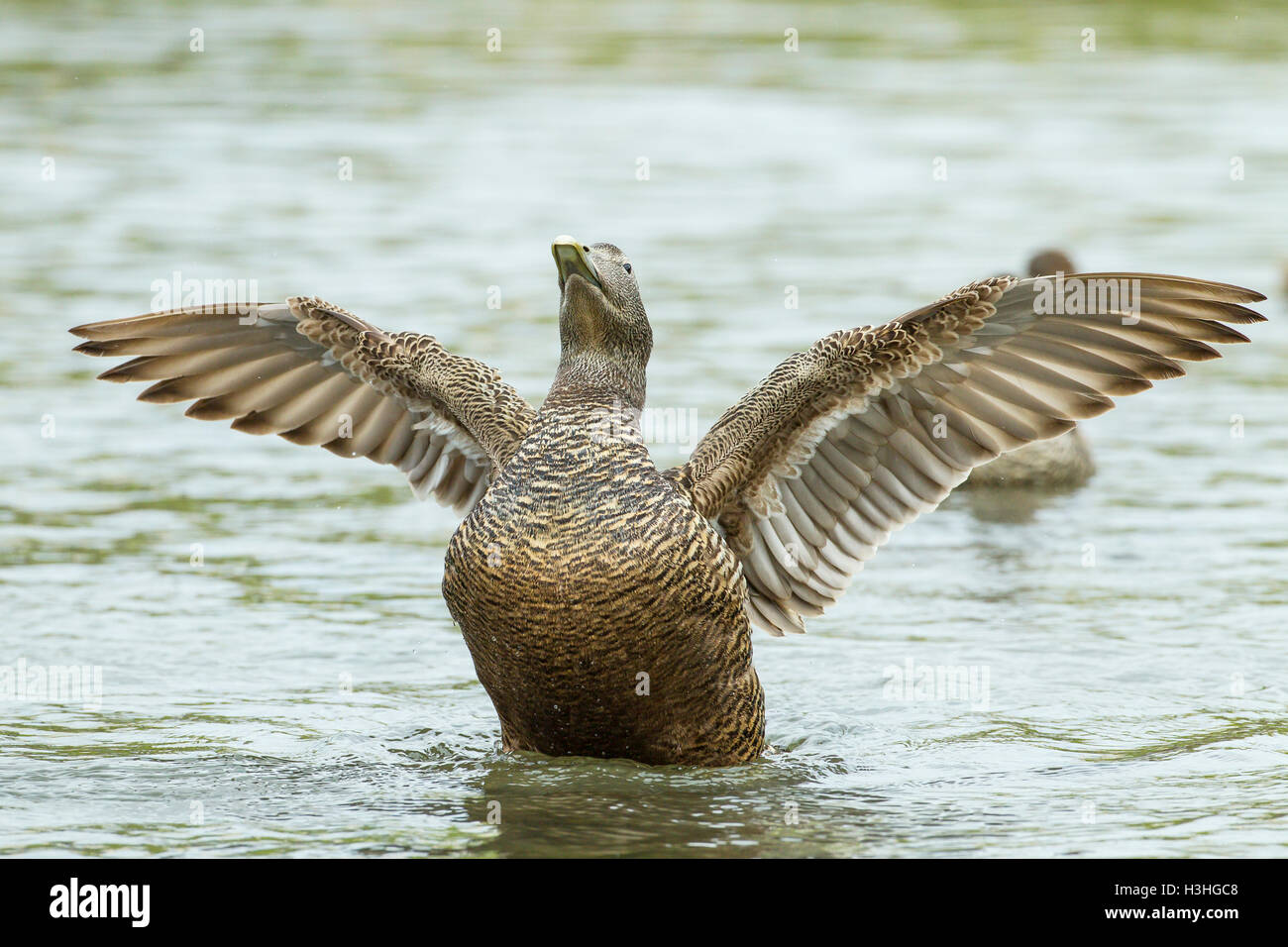 common eider (Somateria mollissima) adult female with wings ...