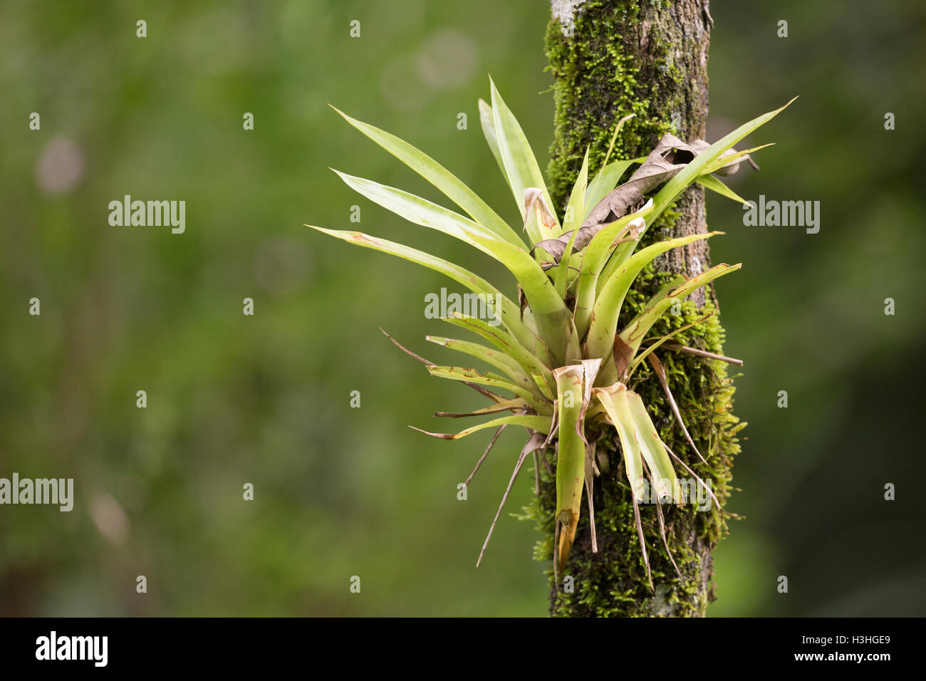 epiphyte growing on moss covered tree trunk, Caribbean Stock Photo - Alamy