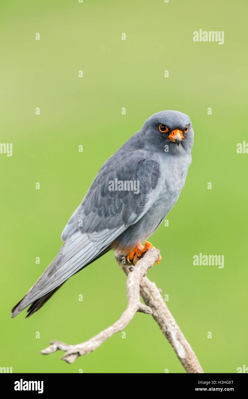 Kevin falcon hi-res stock photography and images - Alamy