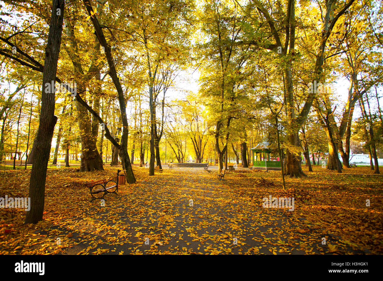Colorful pathway in autumn forest covered with leaves Stock Photo - Alamy