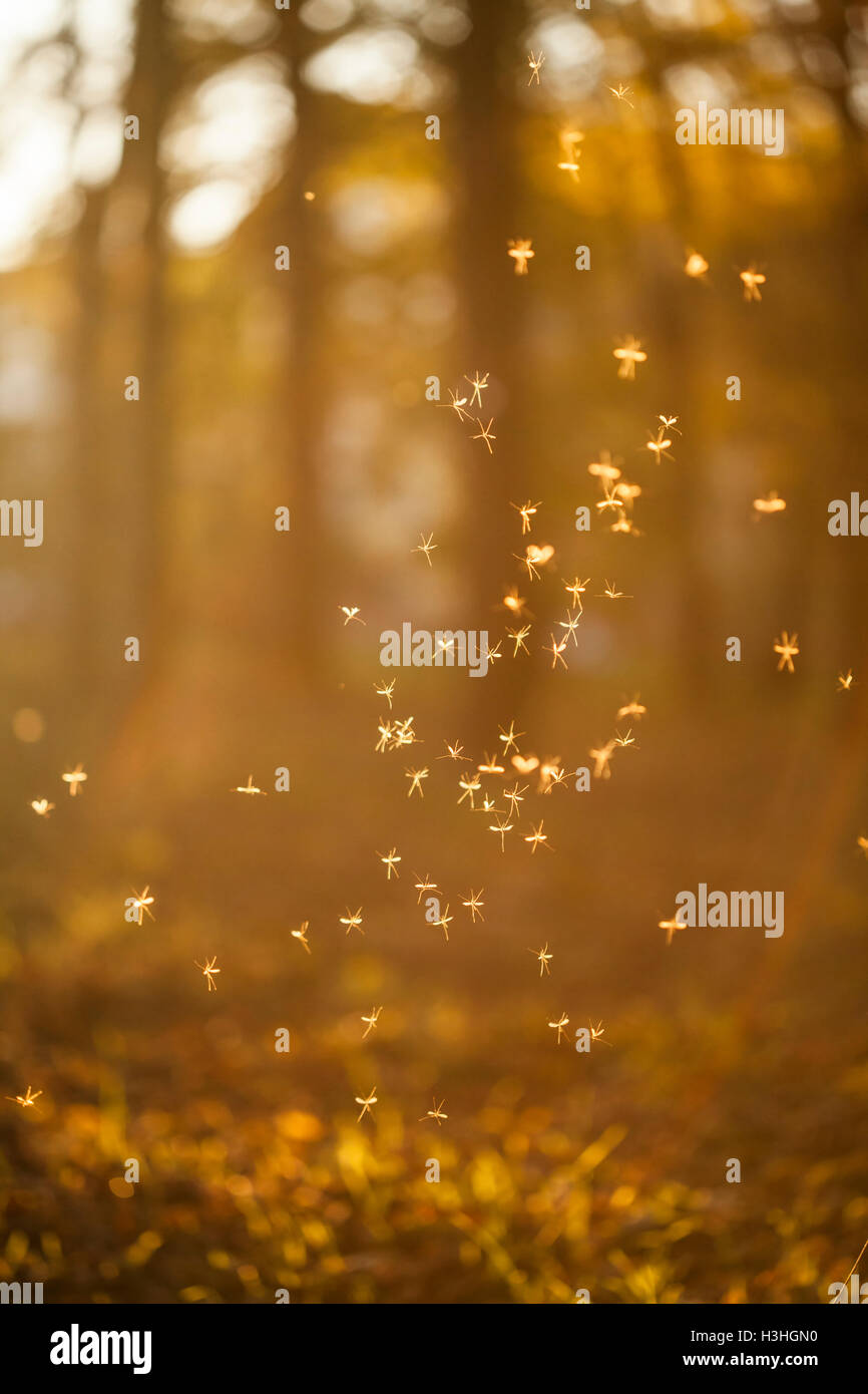 Magic autumn background with dancing fairies (midges) in colorful ...