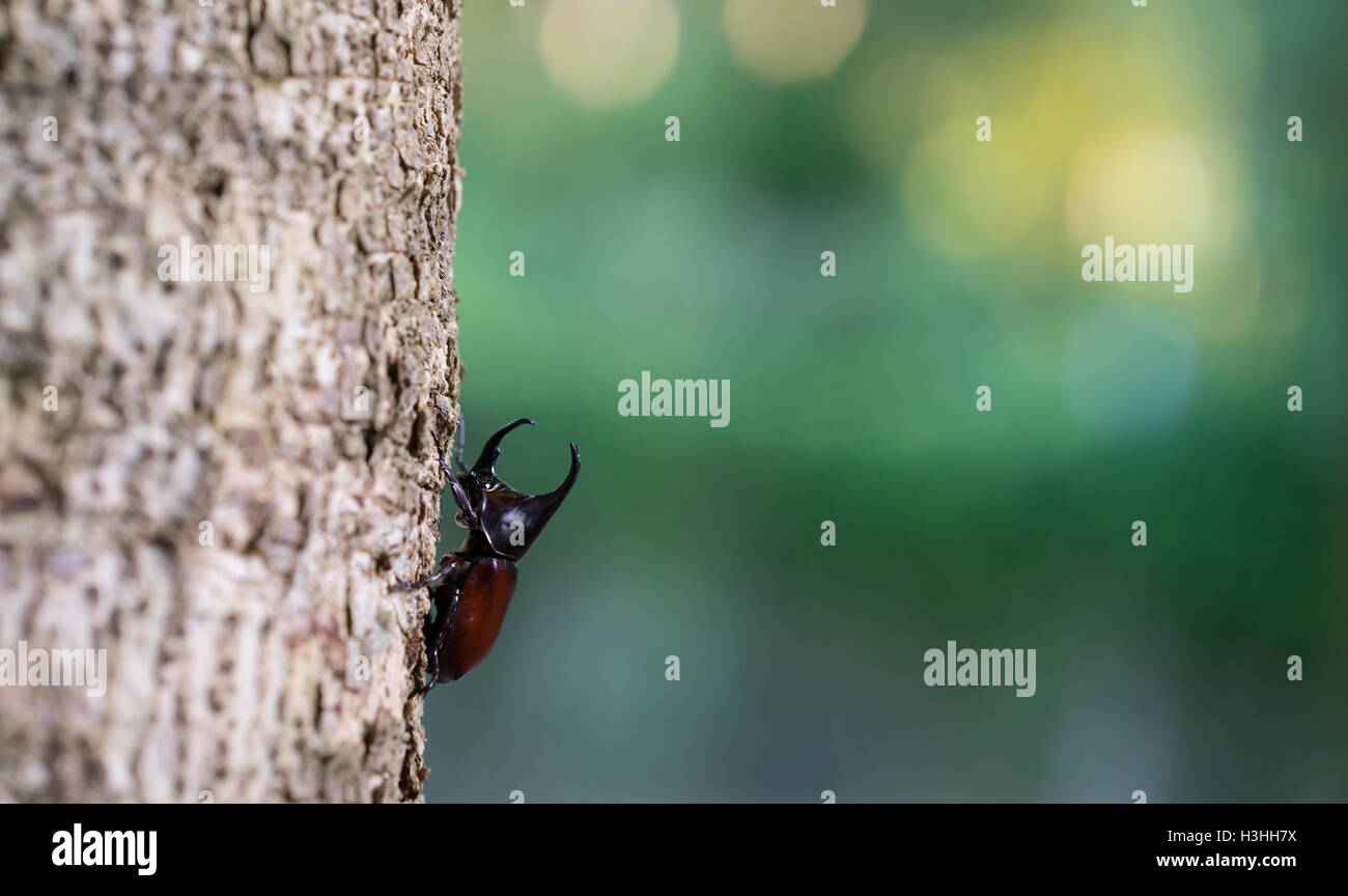 Unicorn beetle hi-res stock photography and images - Alamy