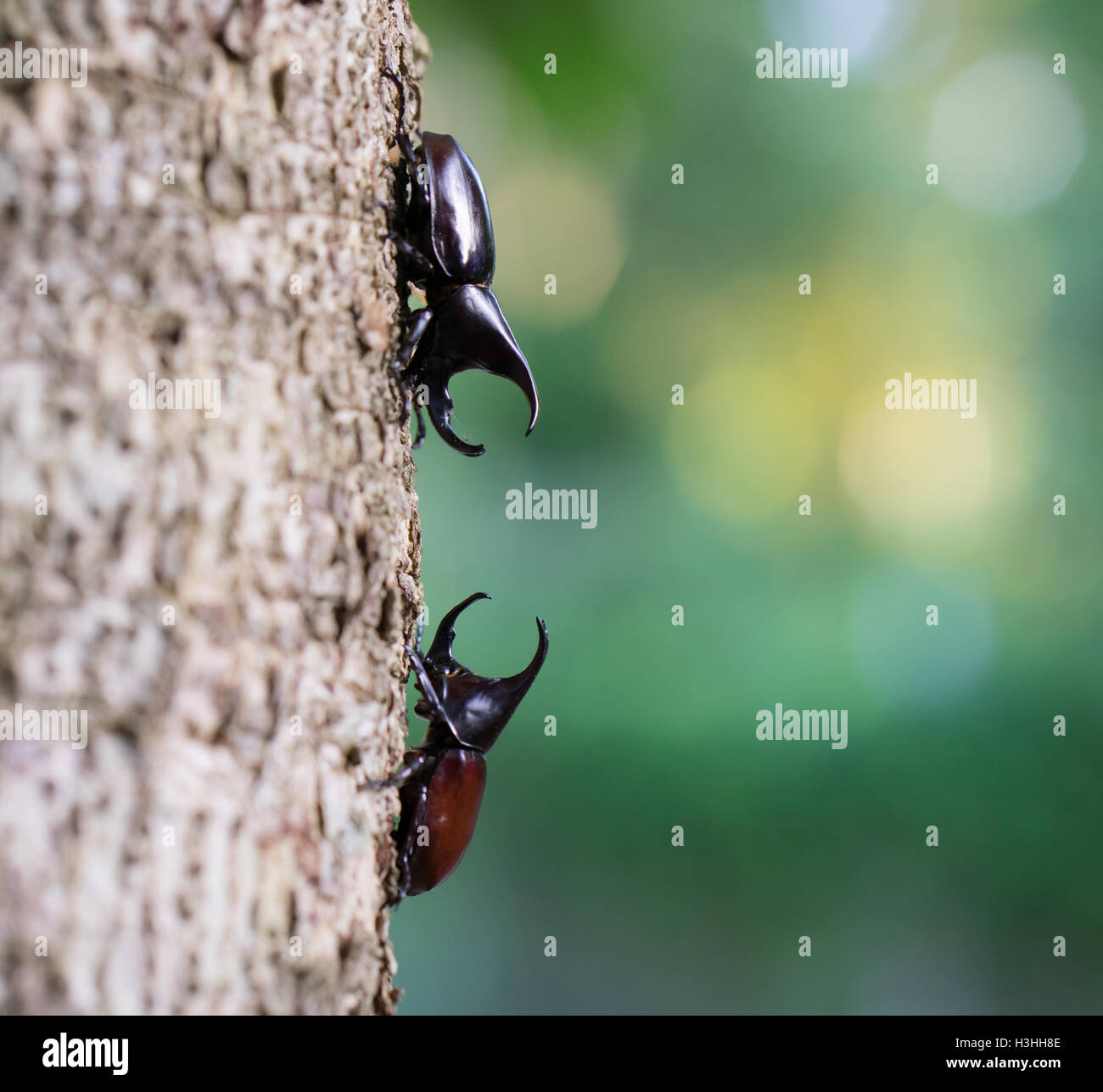 Rhinoceros beetle, Rhino beetle, Hercules beetle, Unicorn beetle, Horn ...