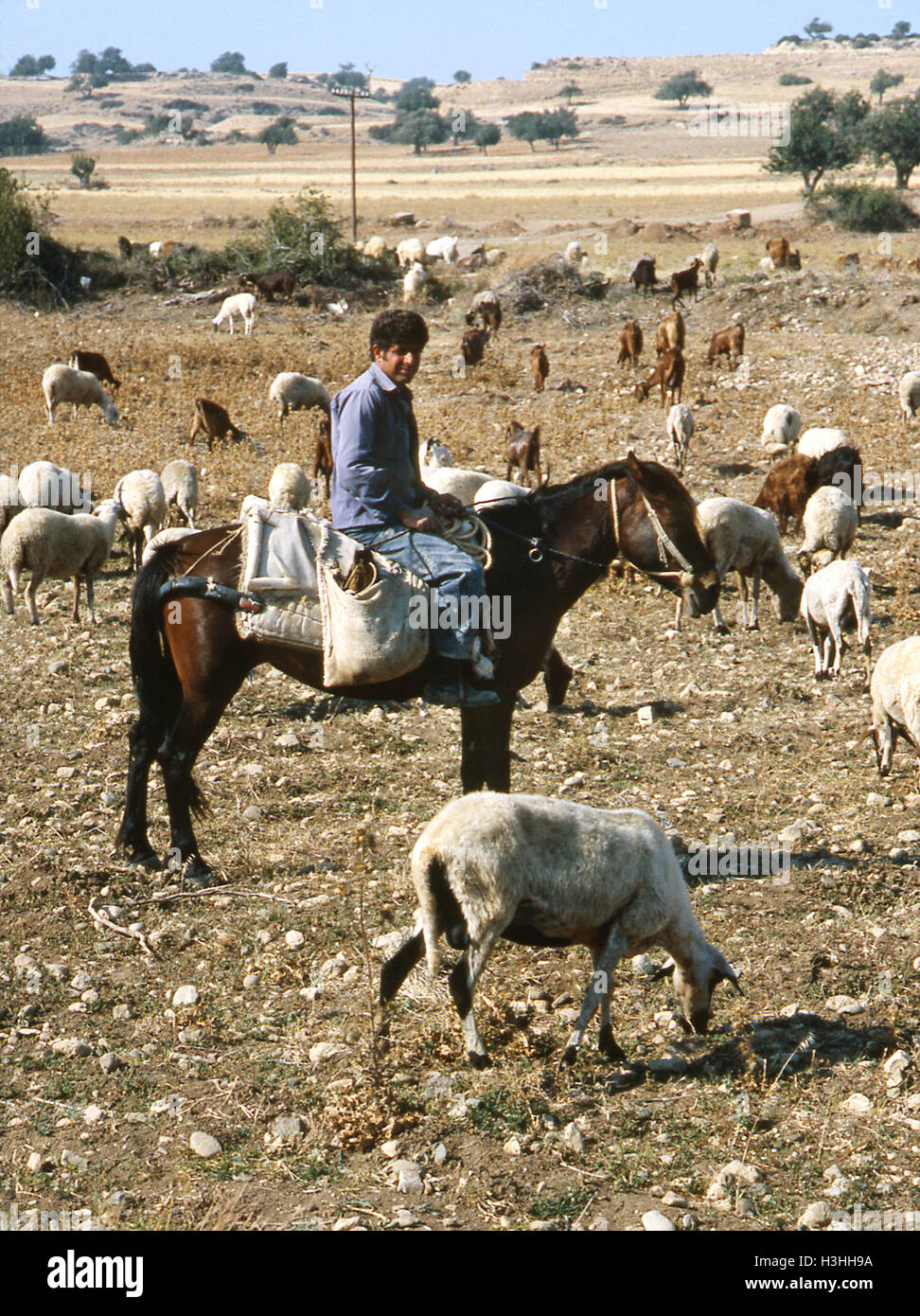 SHEEPHERDER on horseback with grazing sheep around him Stock Photo - Alamy