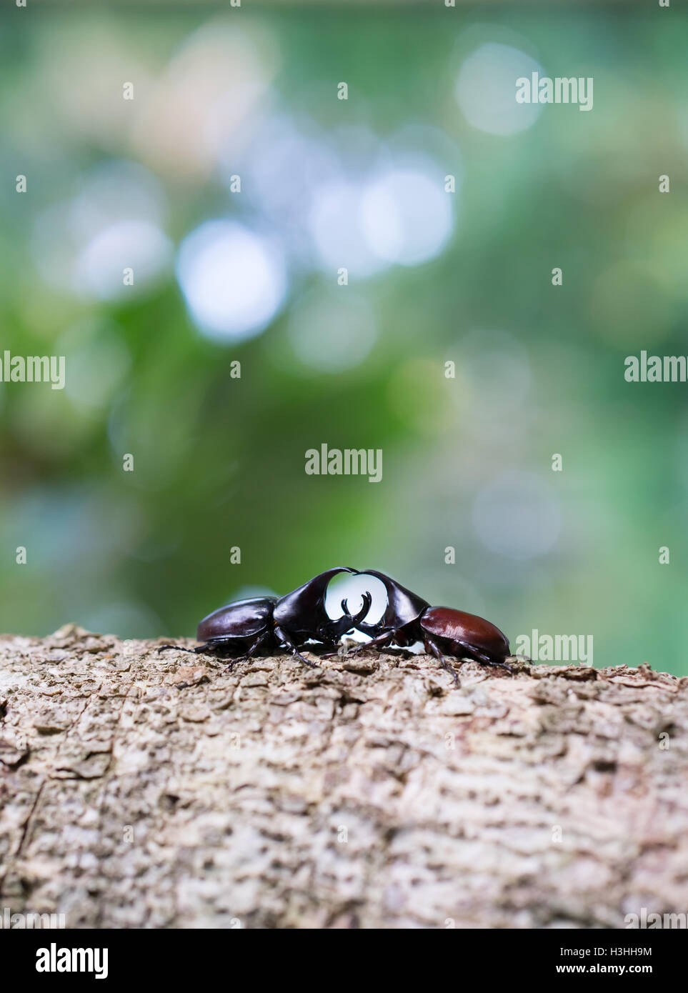 Rhinoceros beetle, Rhino beetle, Hercules beetle, Unicorn beetle, Horn ...