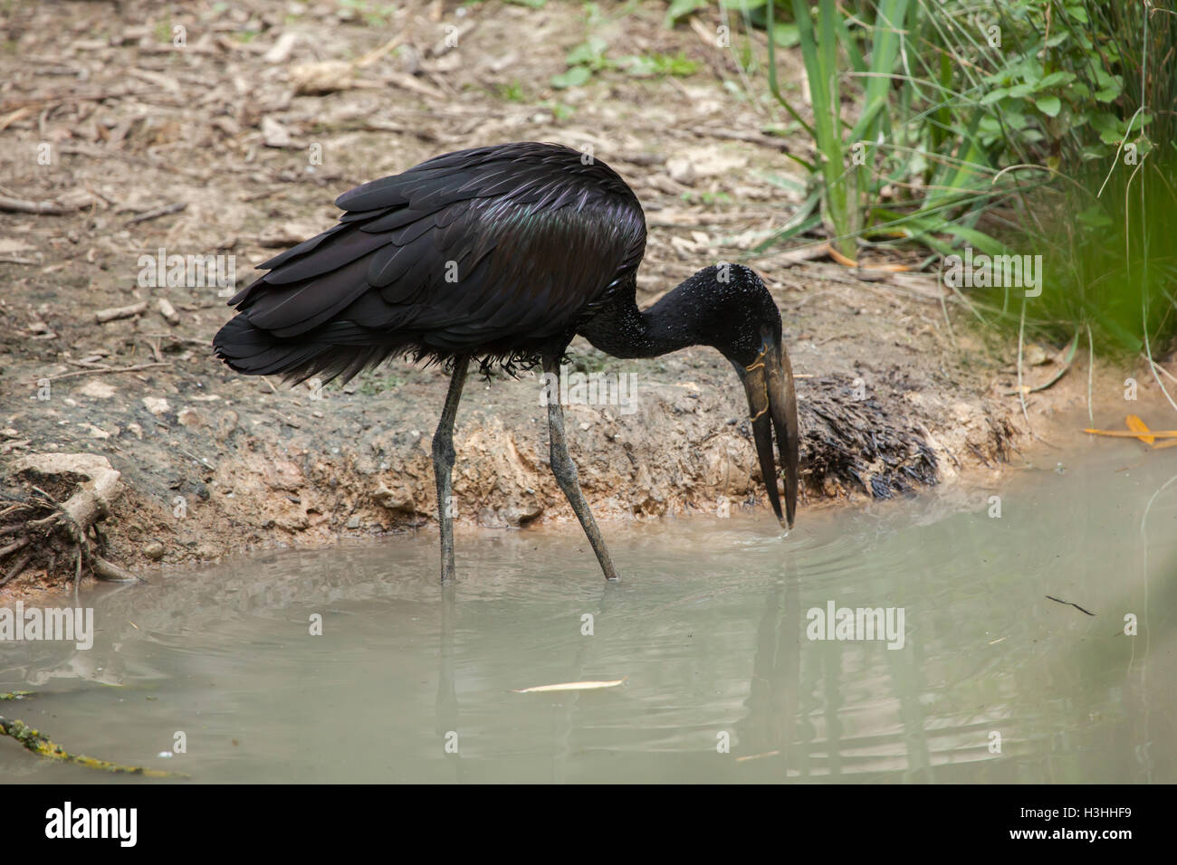 African openbill (Anastomus lamelligerus). Wildlife animal Stock Photo ...