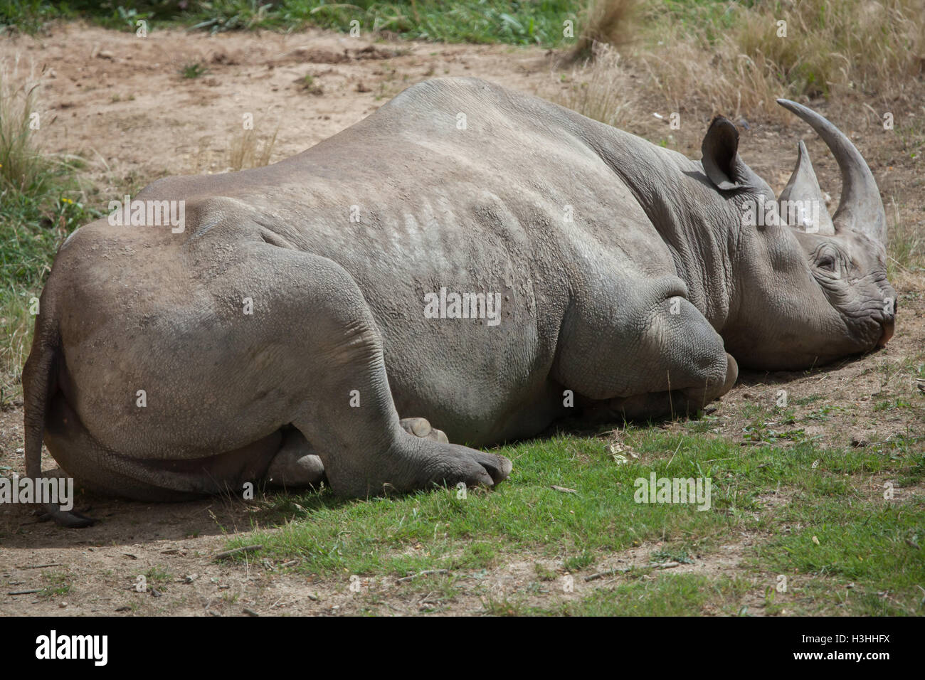 Black rhinoceros (Diceros bicornis). Wildlife animal Stock Photo - Alamy