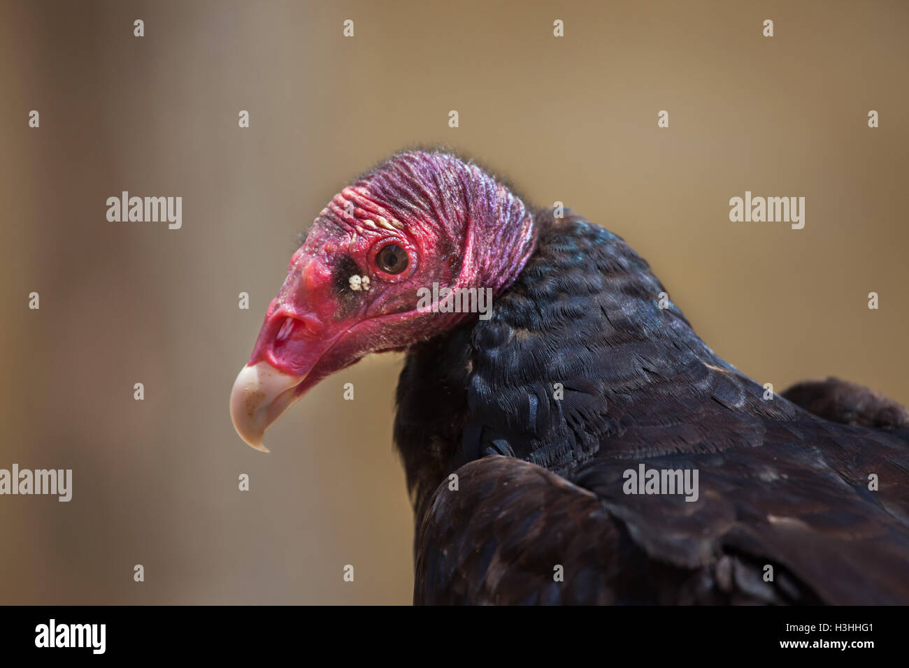 Turkey vulture (Cathartes aura), also known as the turkey buzzard ...