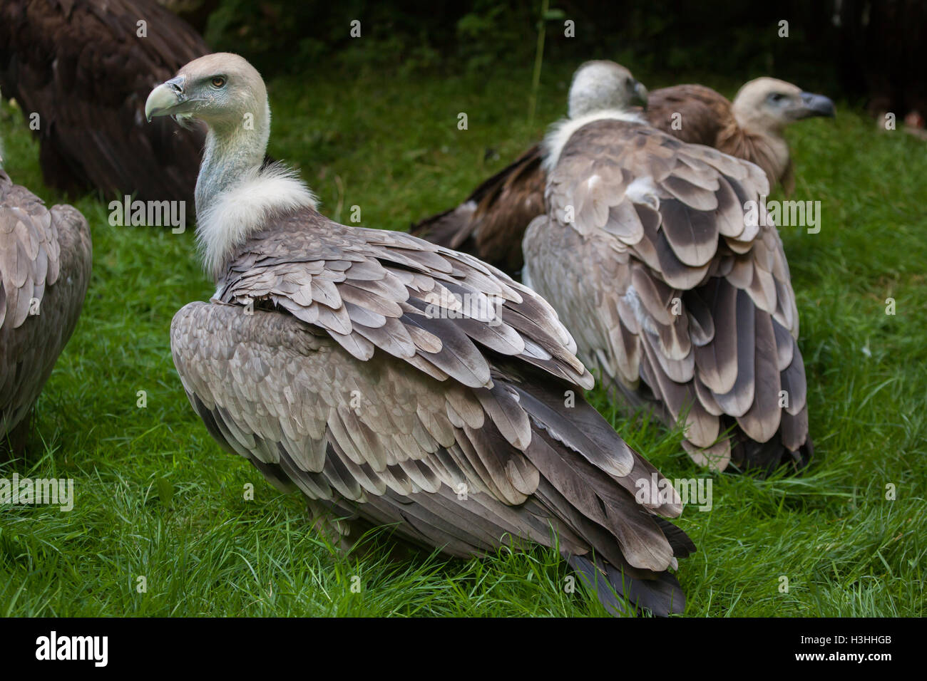 Eurasia griffon hi-res stock photography and images - Alamy