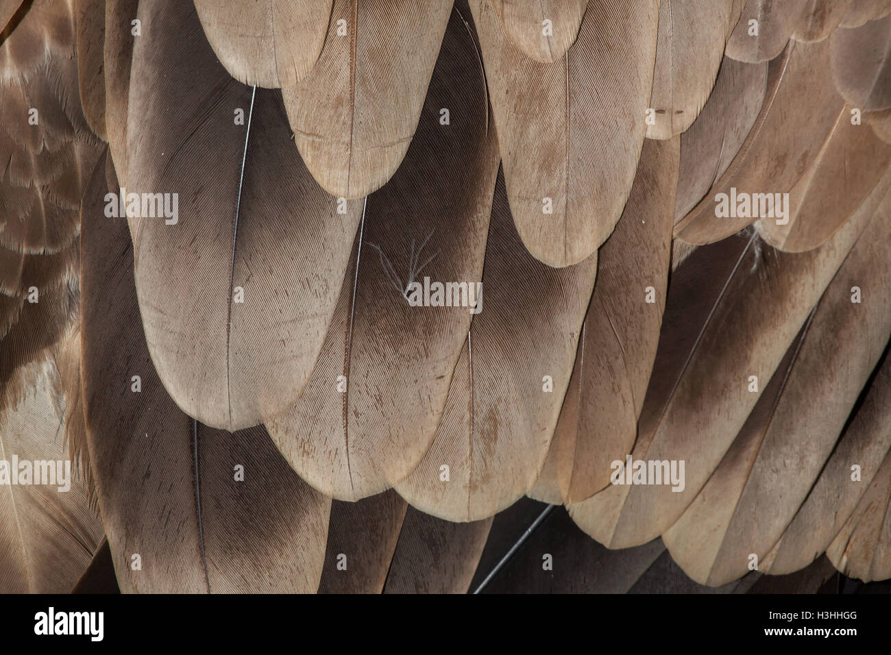 Cinereous vulture (Aegypius monachus), also known as the black vulture ...