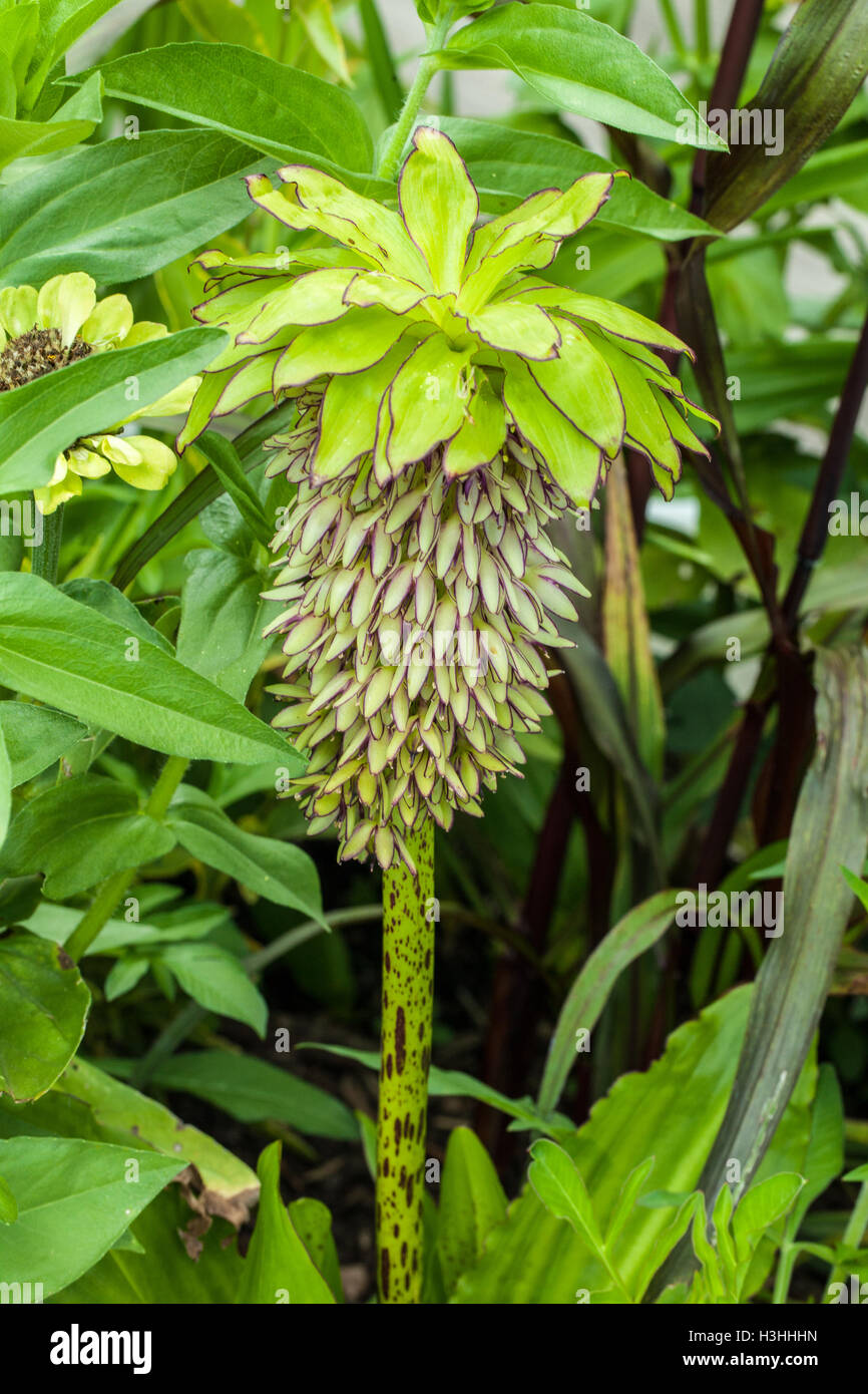 Morphology botany hi-res stock photography and images - Alamy