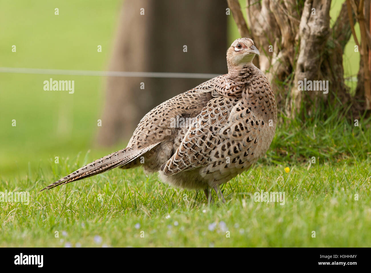 female pheasant alert on grass Stock Photo - Alamy