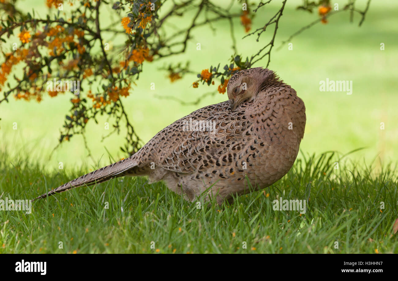 female pheasant preening feathers on grass Stock Photo - Alamy