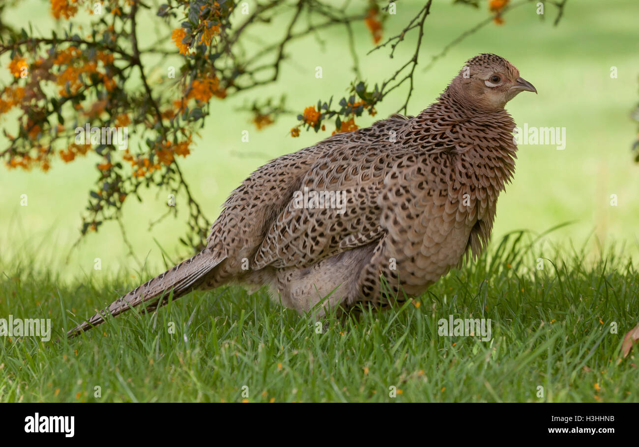 Ringneck Pheasant Female