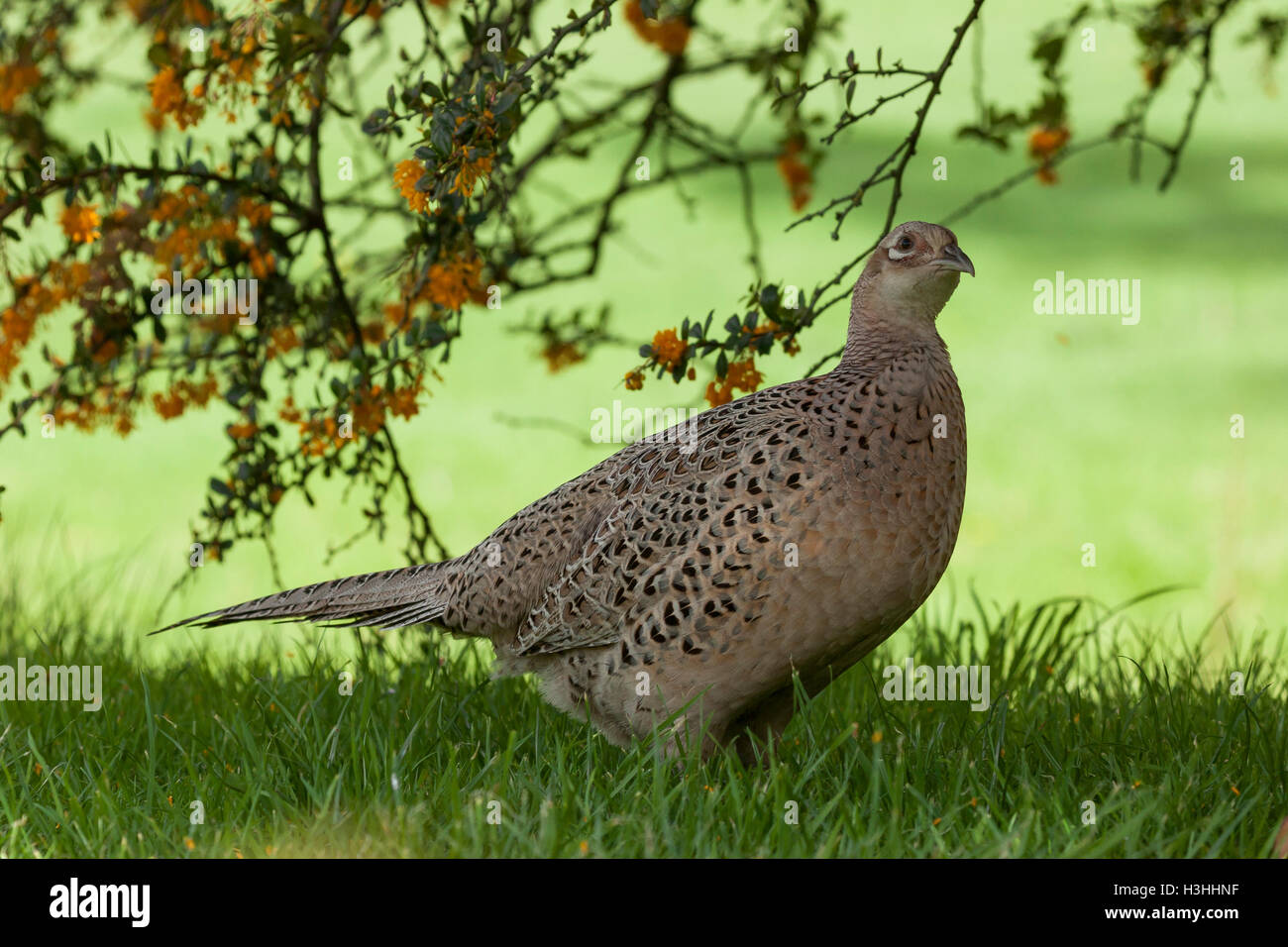 female pheasant looking to sky Stock Photo - Alamy