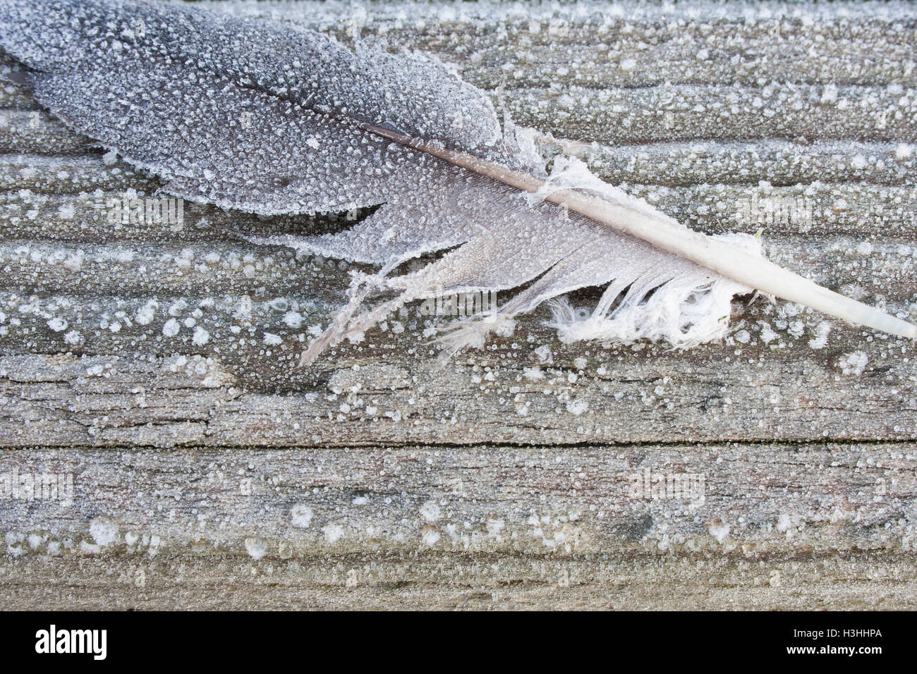 frozen feather on grainy icy wood Stock Photo - Alamy