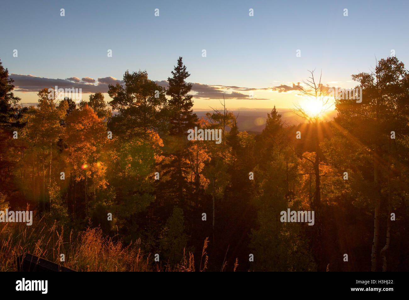 Aspen and pine trees during an autumn sunset in the Santa Fe National ...