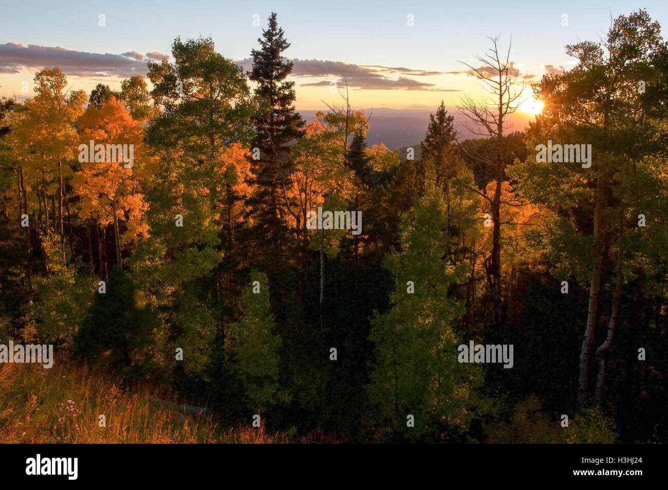 Aspen and pine trees during an autumn sunset in the Santa Fe National ...