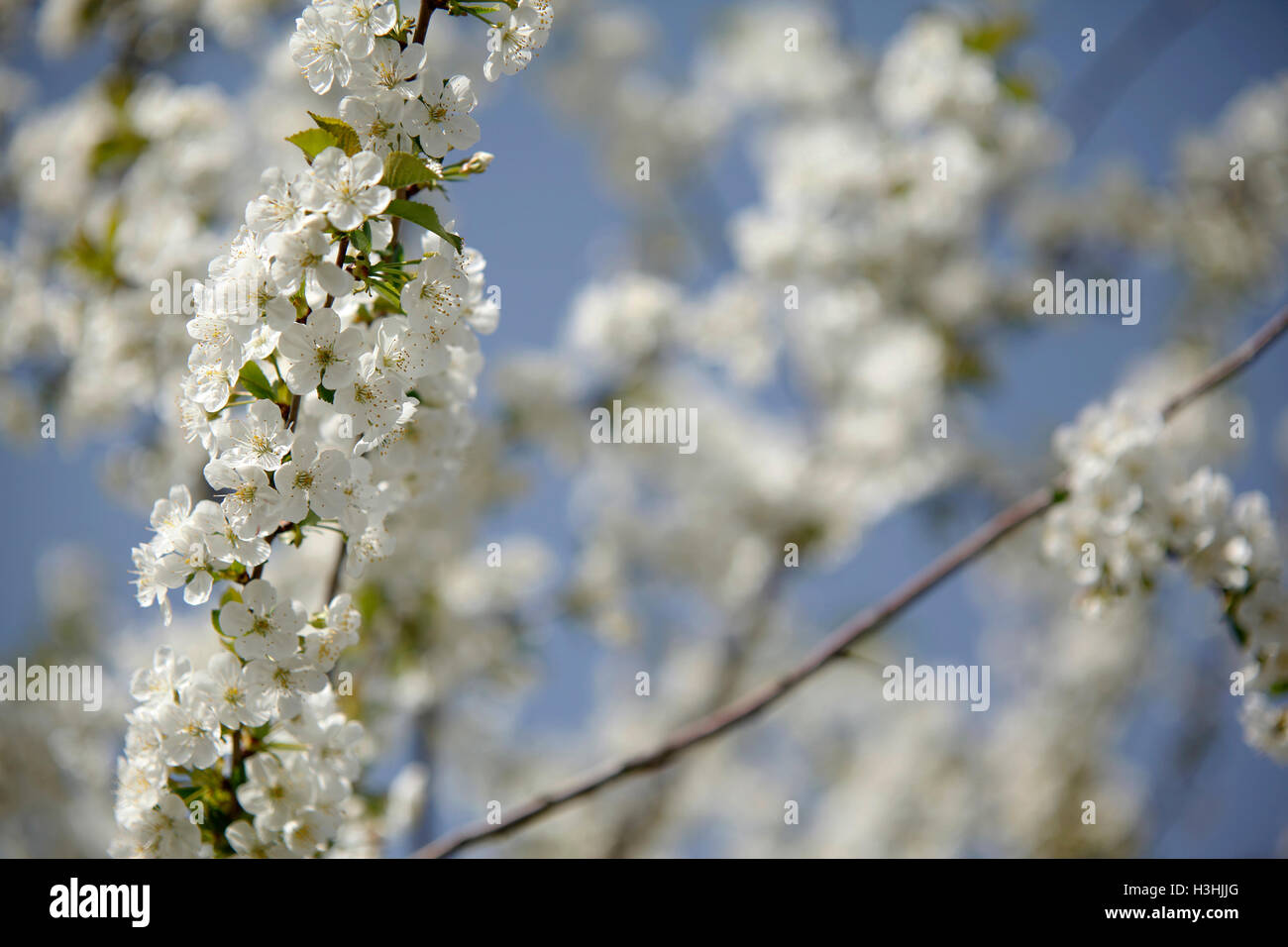 Beautiful cherry tree blossom growing in spring detail 2 Stock Photo ...