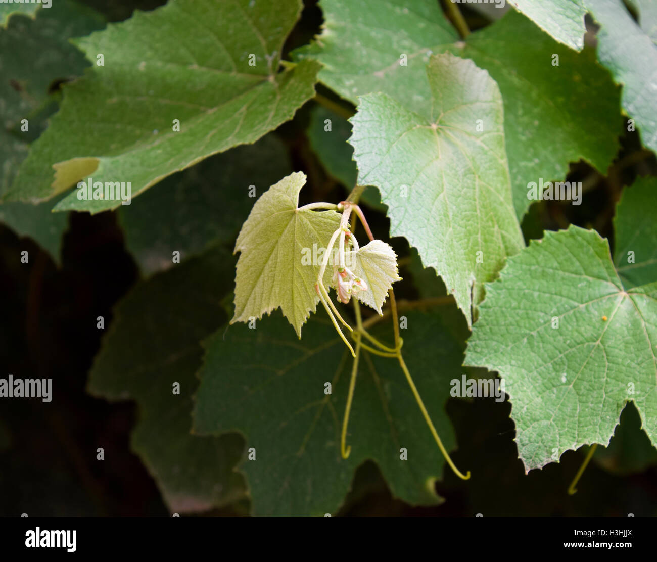 Vegetative part hi-res stock photography and images - Alamy