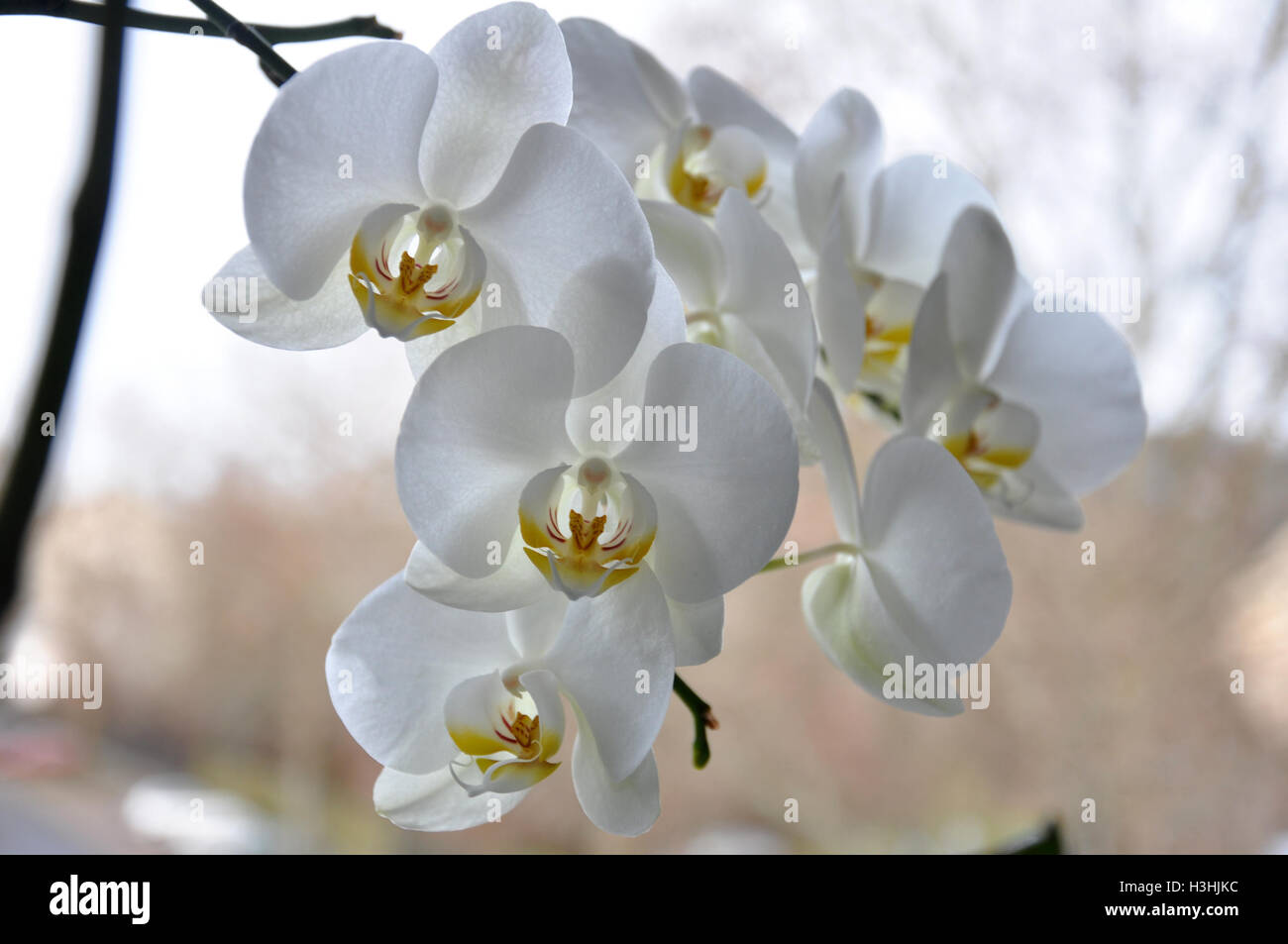 Beautiful flowers blossom growing orchid during spring Stock Photo - Alamy