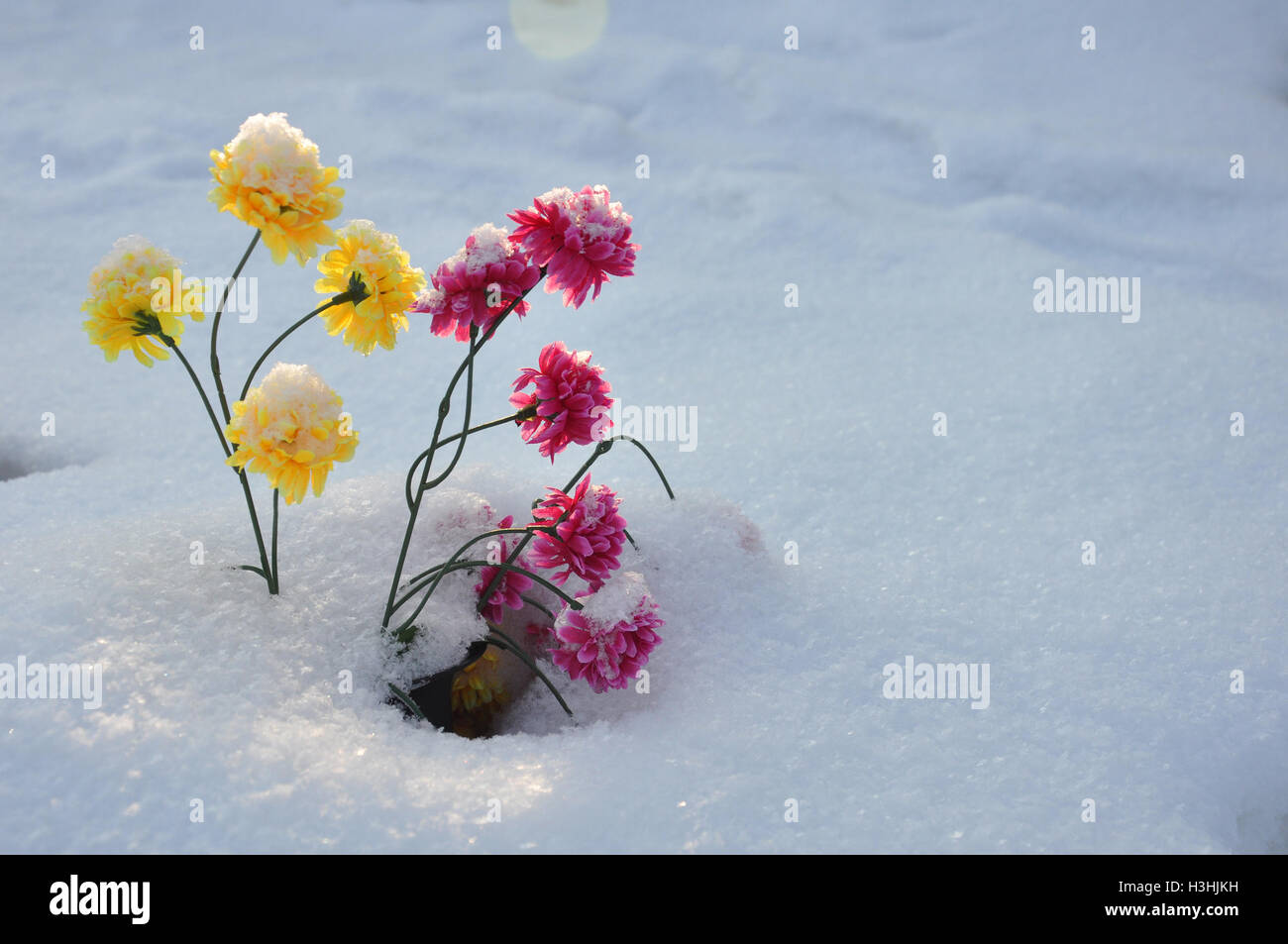 Beautiful flowers blossom growing plants during winter snow Stock Photo ...