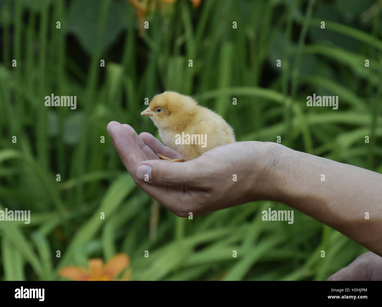 Chicken in hand. The small newborn chicks in the hands of man Stock ...